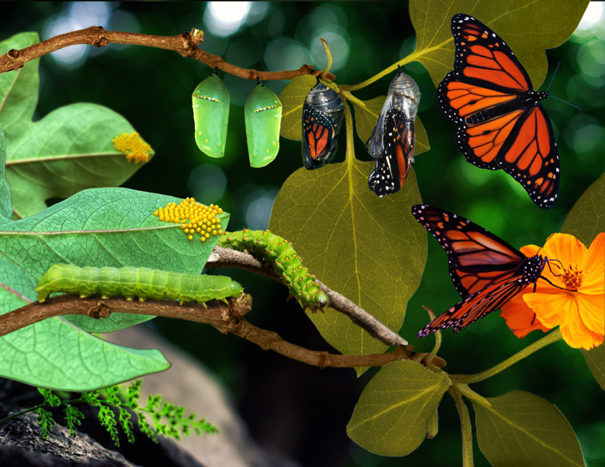 El Ciclo de Vida de las Mariposas - La Pupa
